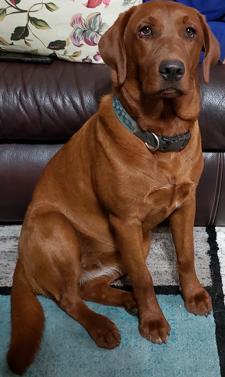 Home - Silverwater Labs